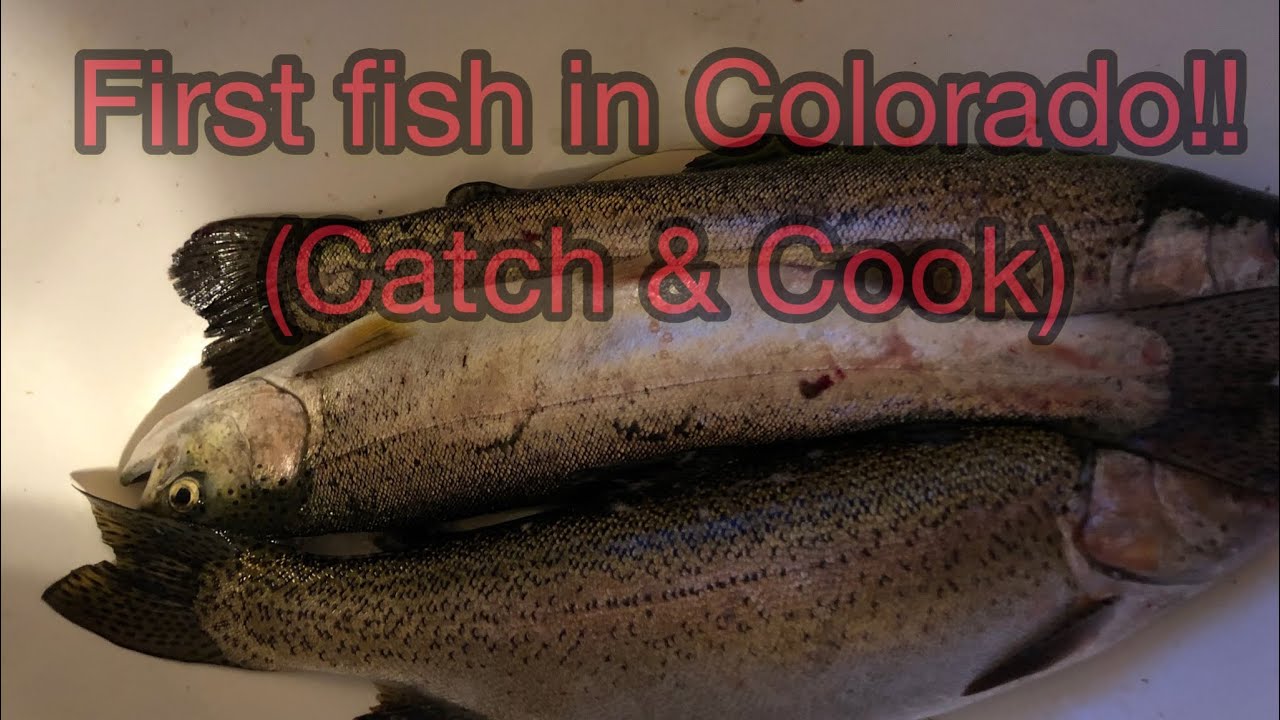 FIRST FISH IN COLORADO!! (Catch & Cook) **Rainbow Trout** - YouTube