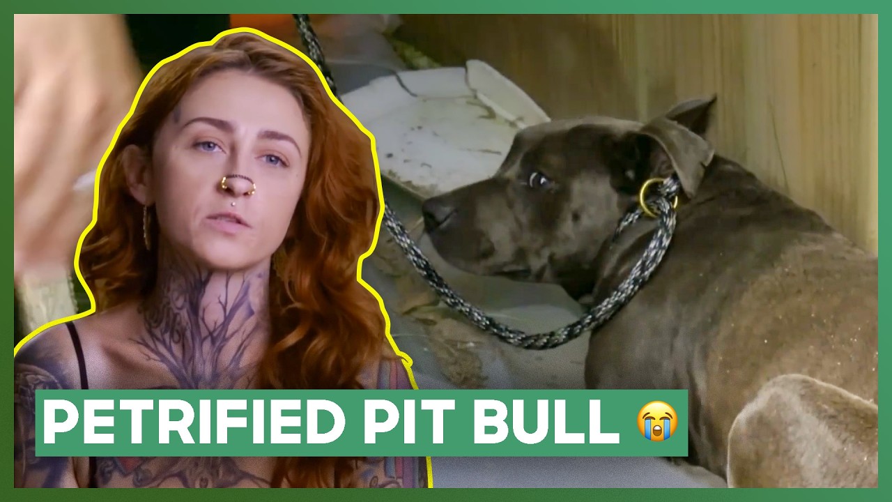 🐶 From Fear to Freedom: Terrified Stray Dog Rescued | Pit Bulls and ...