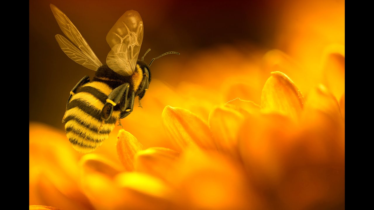 The Secret World of Bees - YouTube