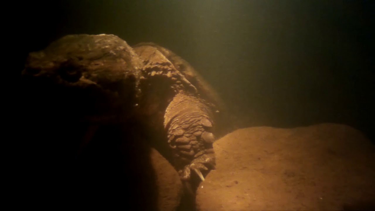 Large Snapping turtle seen at NIGHT - YouTube