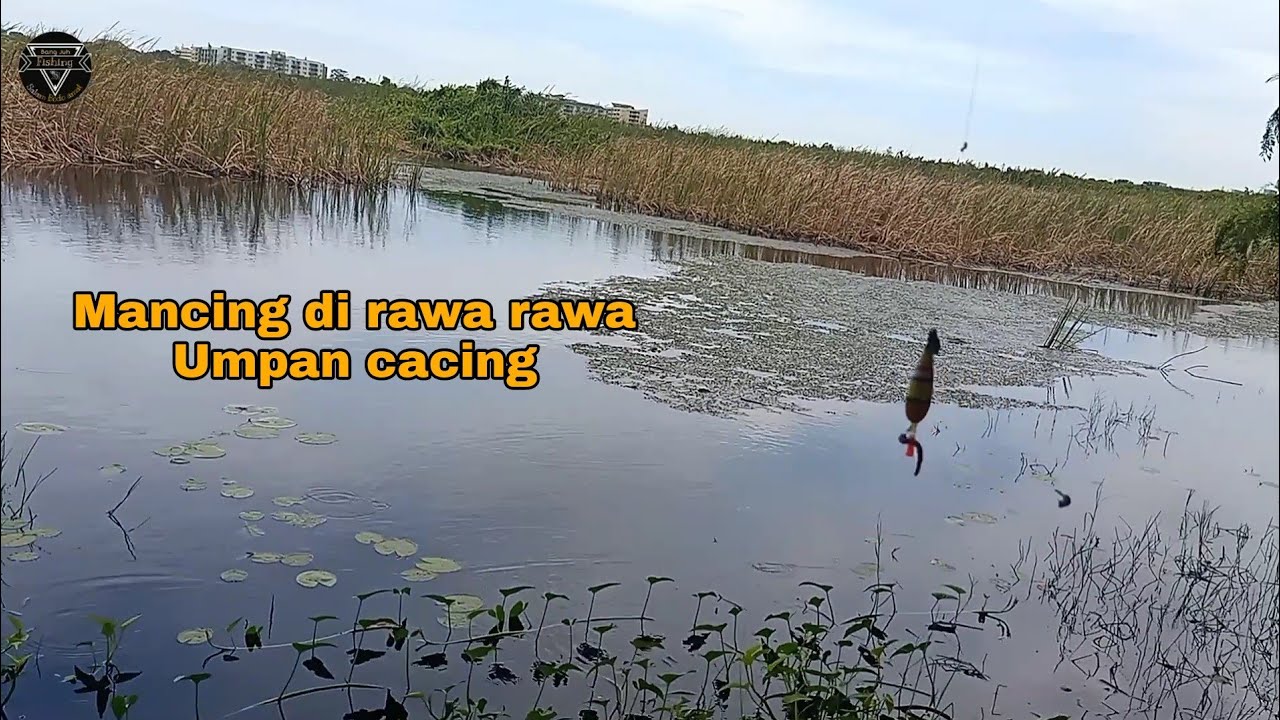 Mancing di rawa rawa pakai umpan cacing - YouTube