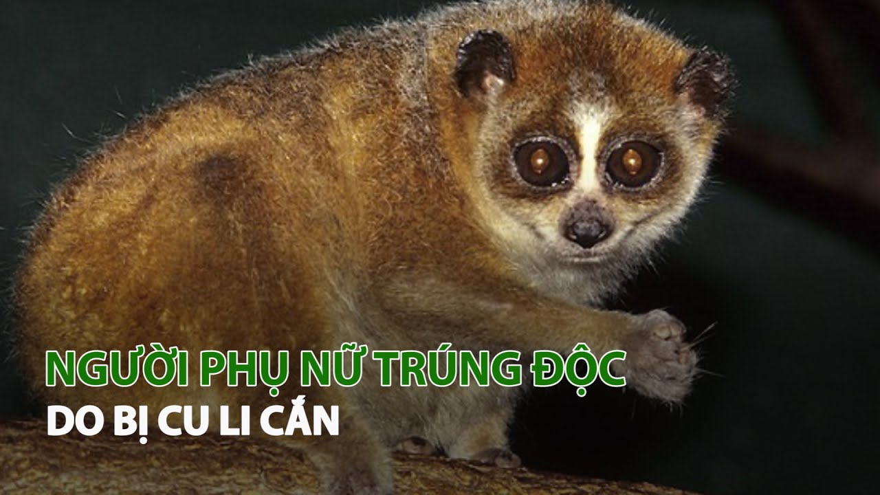 Người Phụ nữ trúng độc do bị Cu Li cắn | VTC14 - YouTube