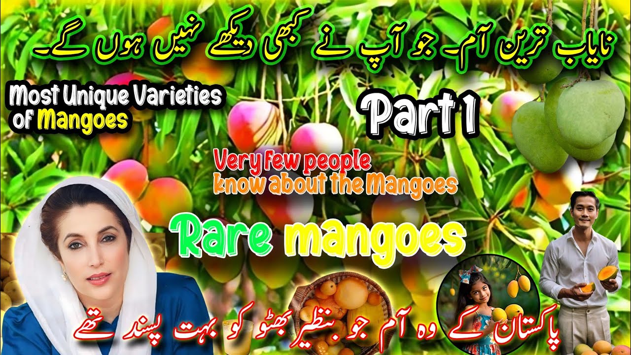 World Best Mangoes | Mango farming sindh | The City Of Mangoes | Unique ...