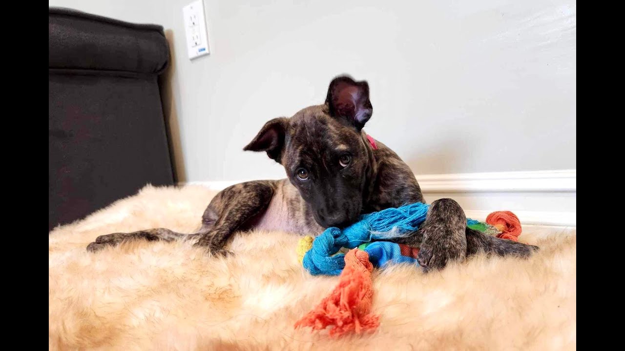 Chôm Chôm - 3 months - Phu Quoc Ridgeback - Tricks - YouTube
