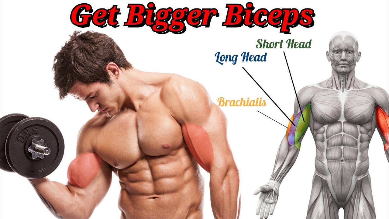 Best Biceps Exercises to Build Big and Impressive Biceps 💪 | Perfect ...
