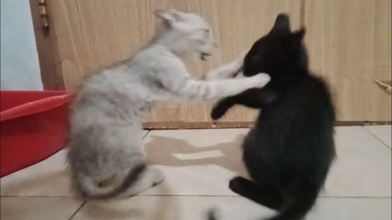 Funny kittens playing with each other || adorable kittens - YouTube