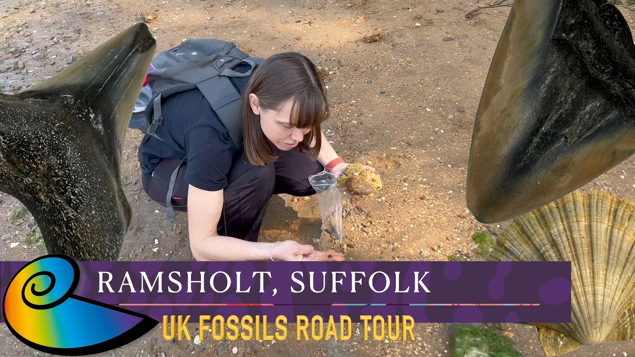 Fossil Hunting at Ramsholt, Suffolk | UK Fossils Road Tour - YouTube