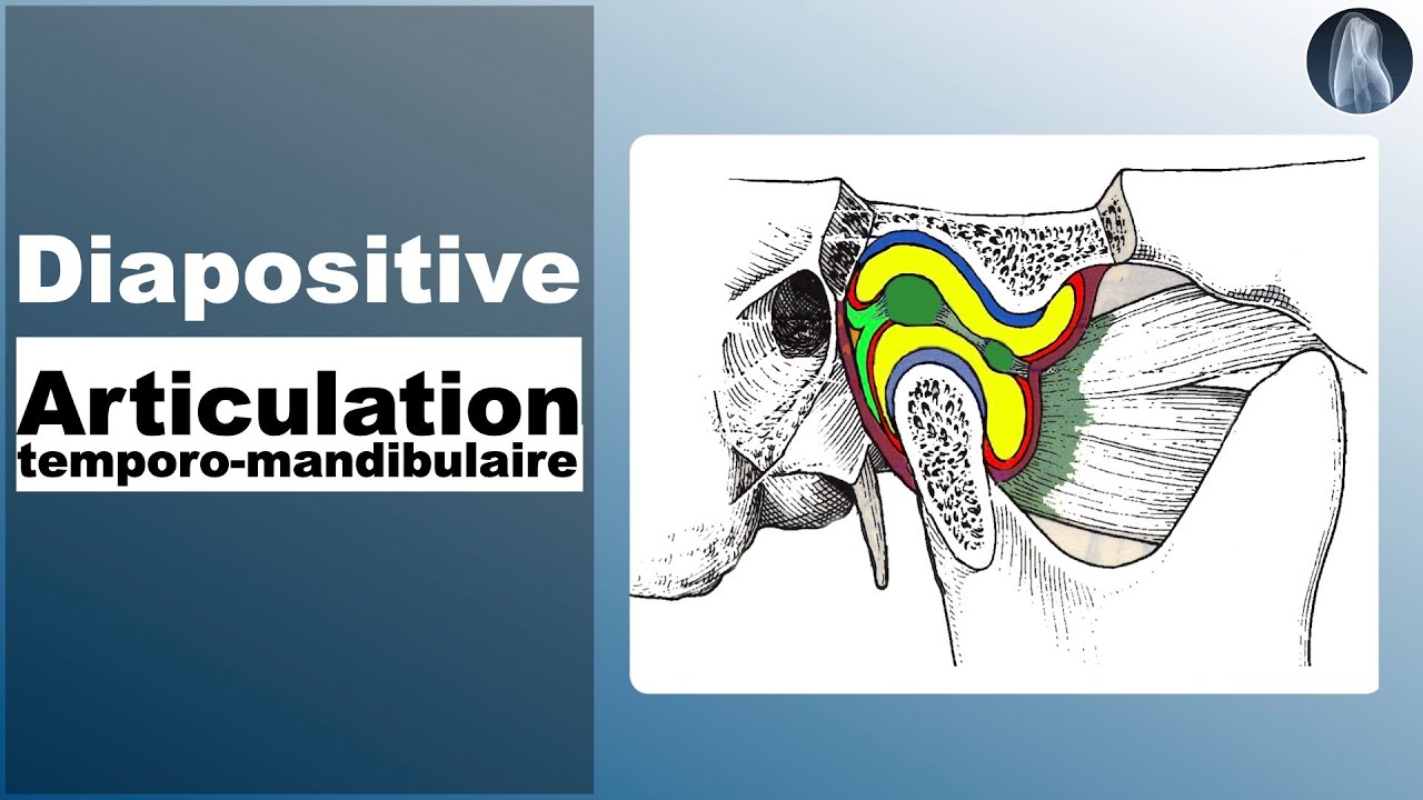 Articulation Temporo-Mandibulaire (ATM) : Comprendre pour Mieux ...