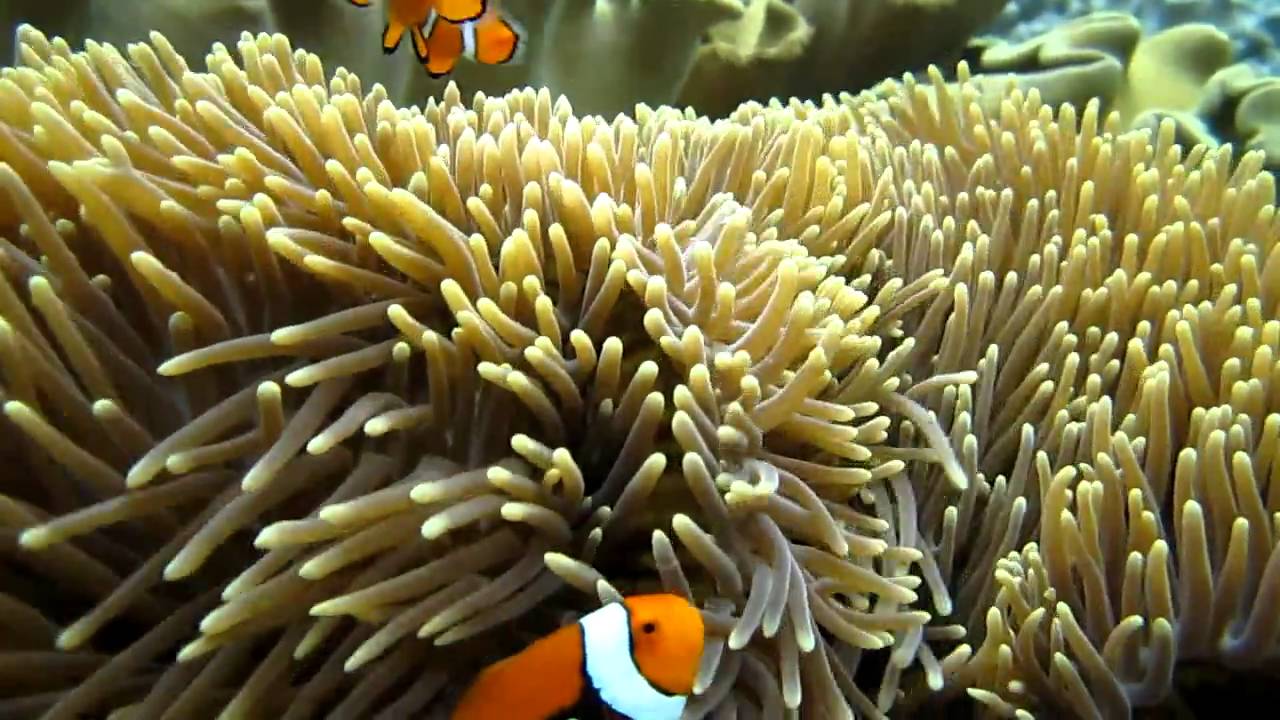 Nemo in Shallows Snorkeling Great Barrier Reef.MOV - YouTube
