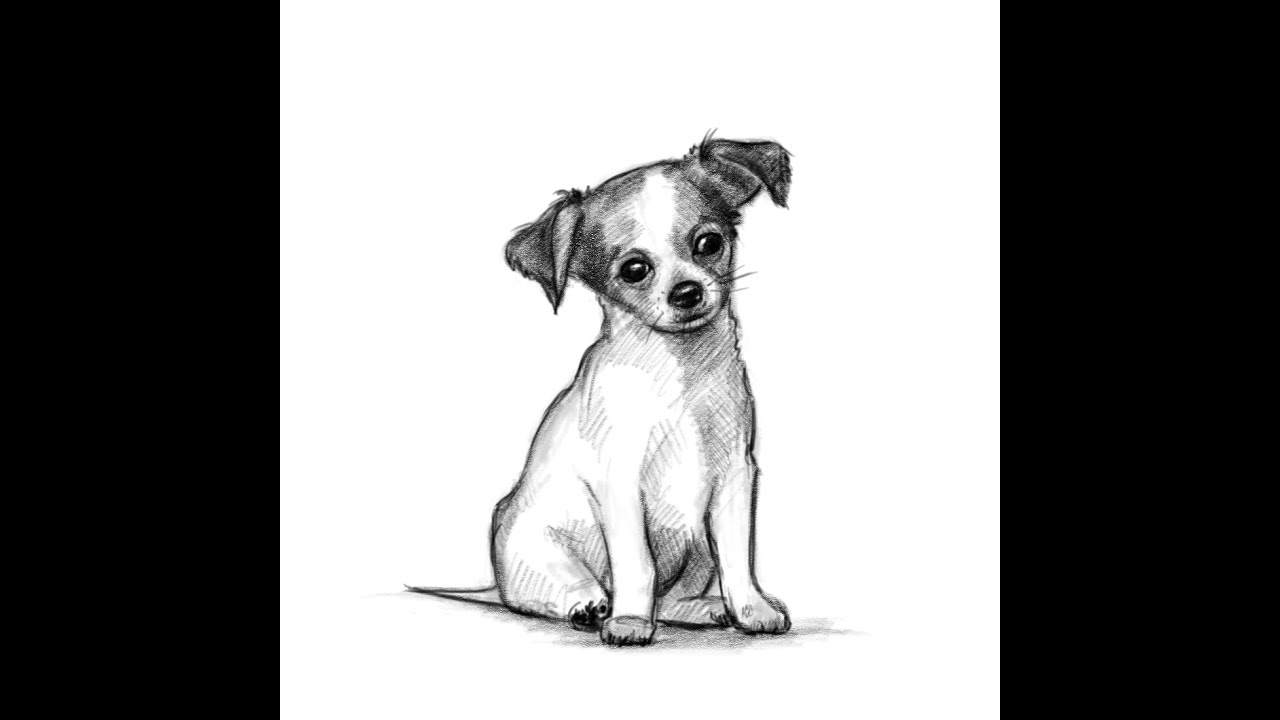 How to properly draw a small dog. - YouTube