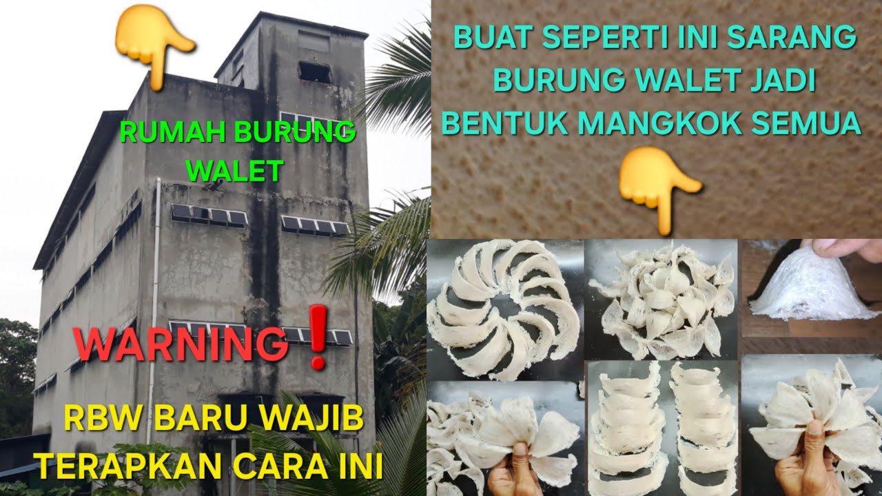 rumah burung walet || buat seperti ini supaya sarang jadi bentuk ...