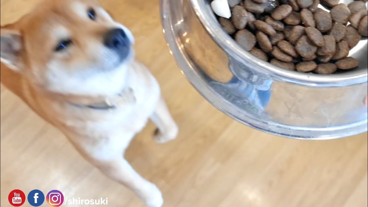 Food is EVERYTHING for Shiro - YouTube