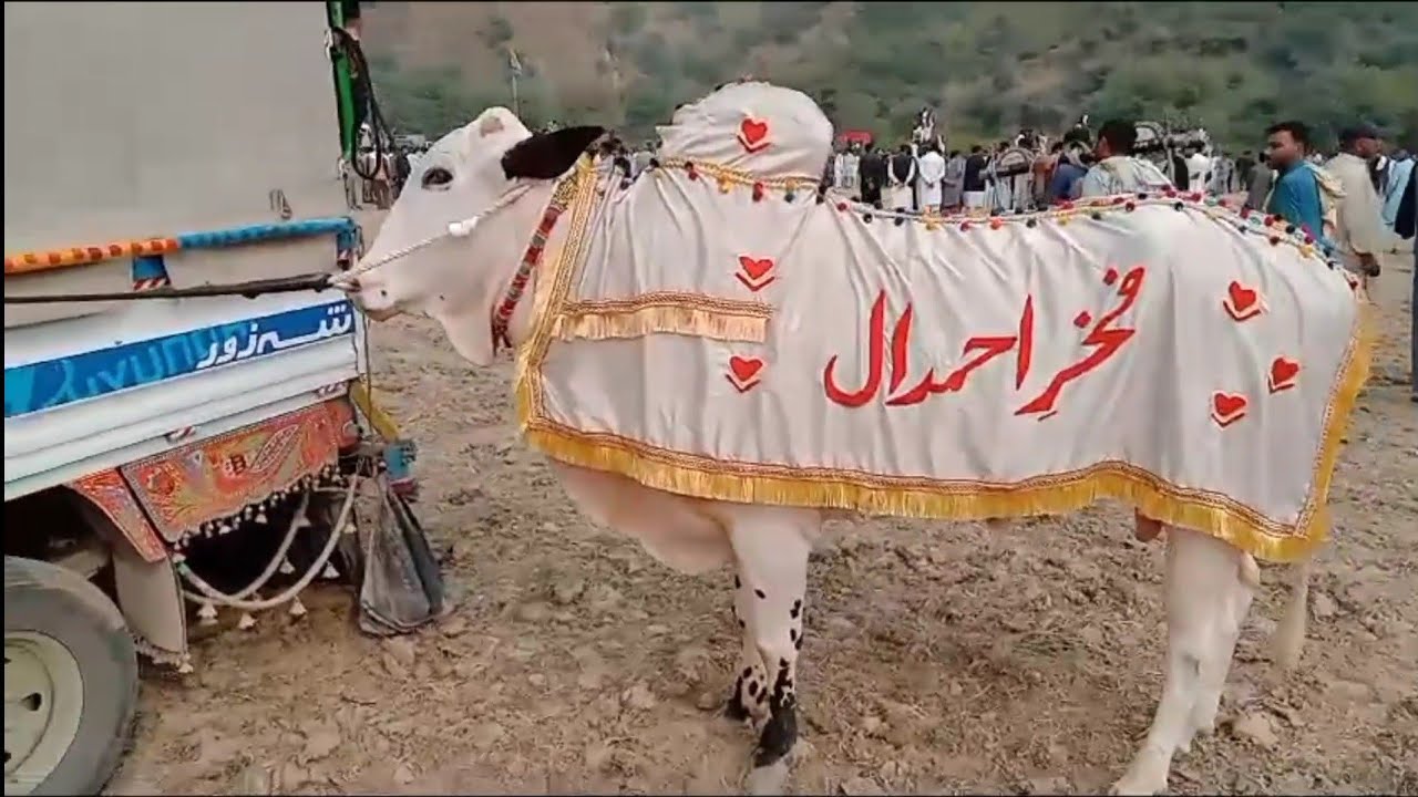Dhani breed racer bulls - YouTube