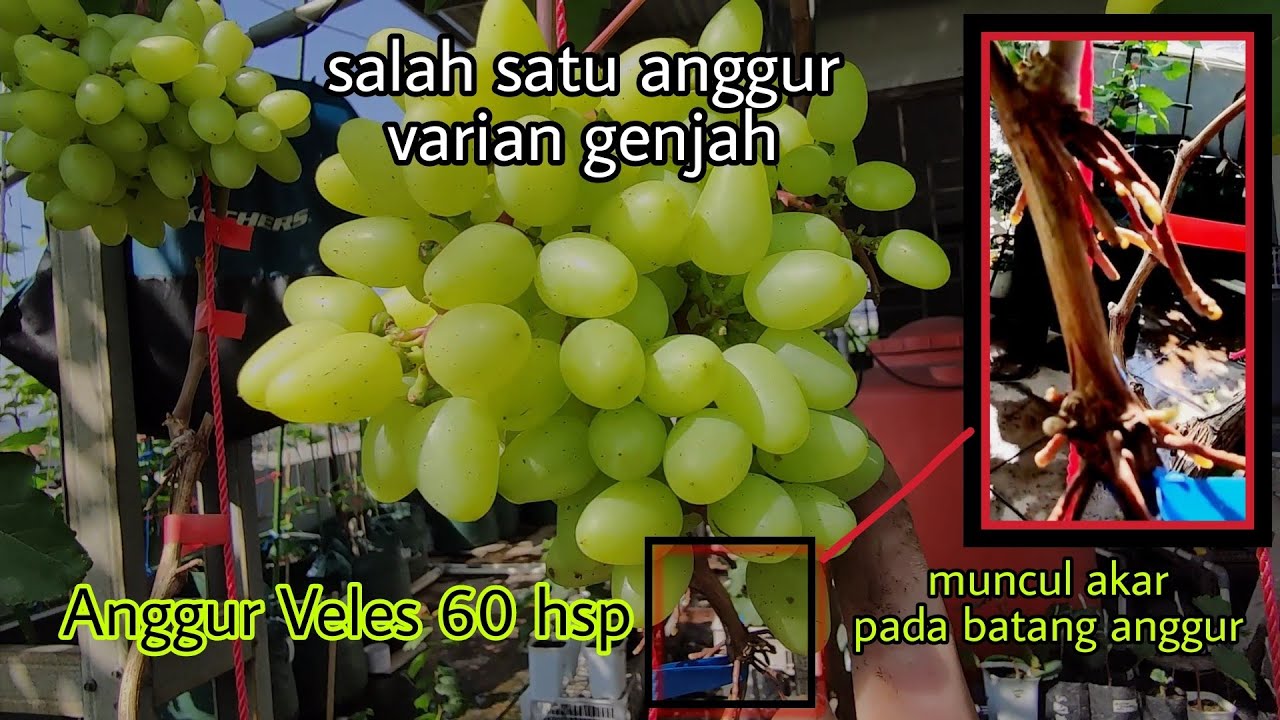 Akar angin pada batang anggur | anggur veles - YouTube
