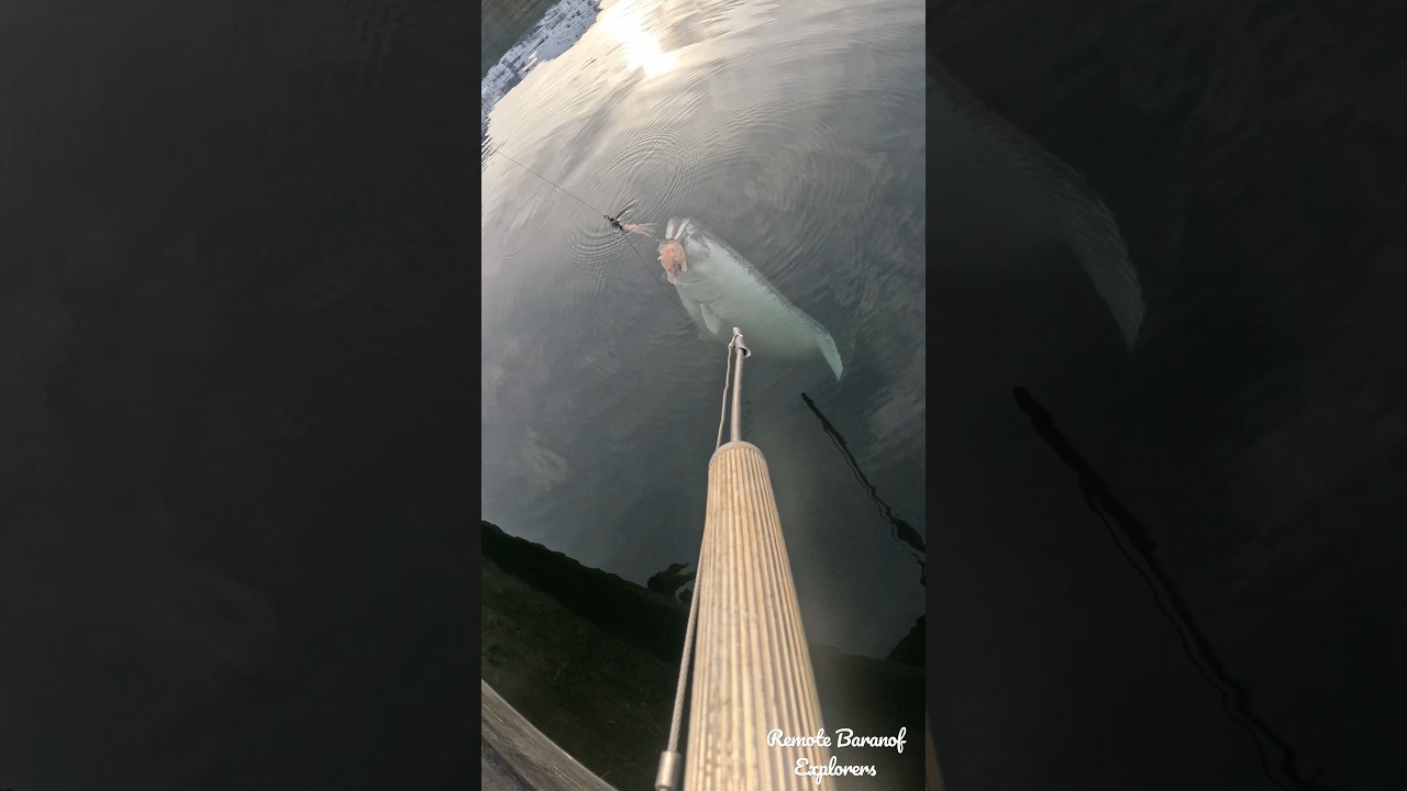 Alaska Halibut Harpooned - YouTube