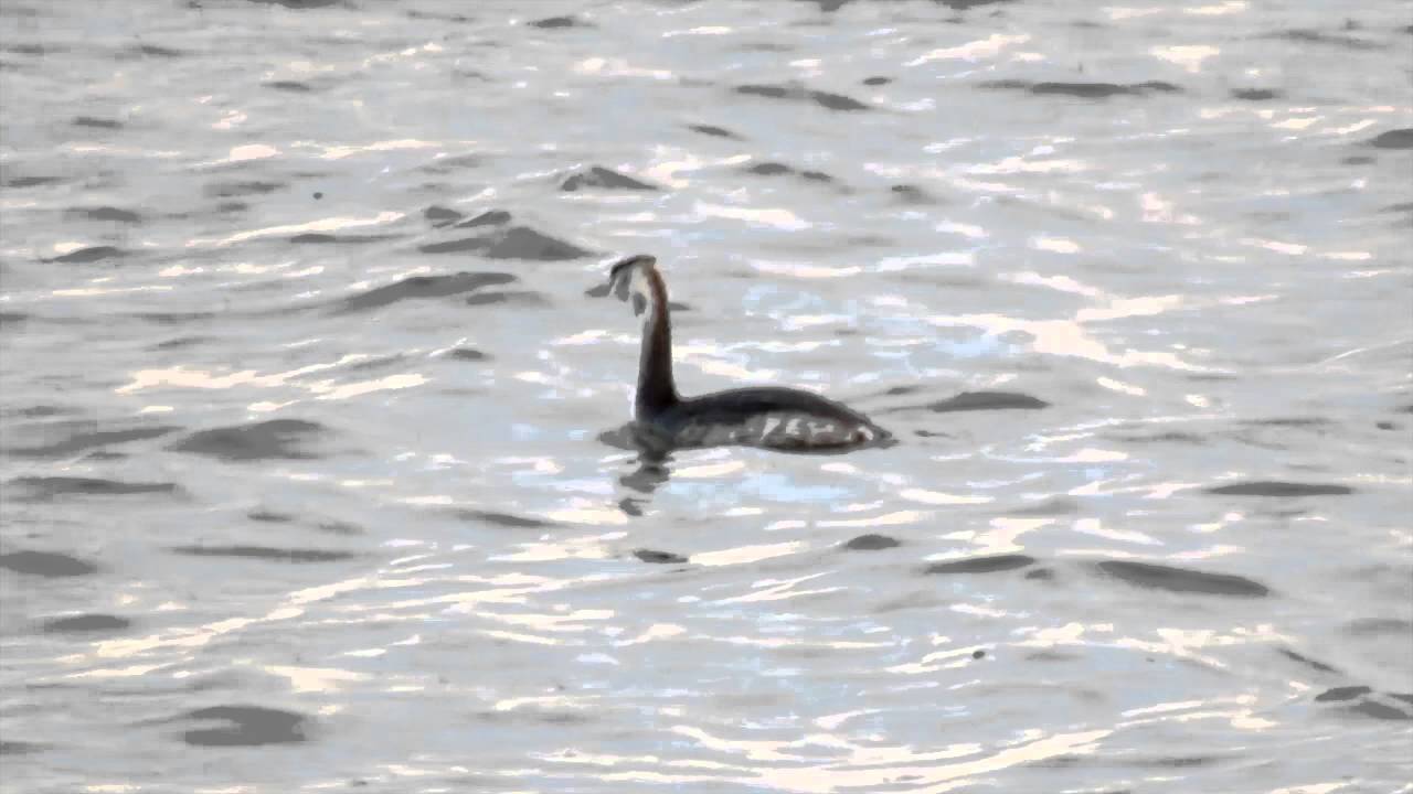 Great Crested Grebe (Winter Plumage) - RSPB Ouse Washes - YouTube