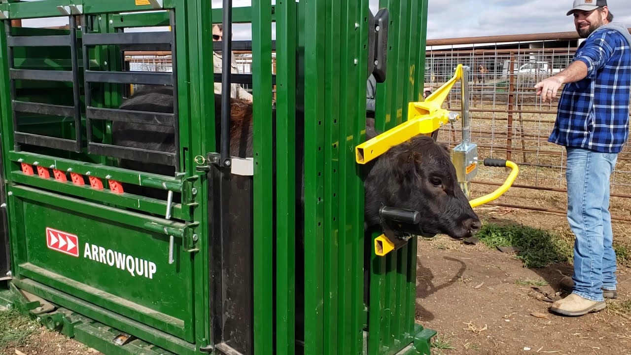 First time to use the Arrowquip Q-Catch 74 Series Cattle Chute - YouTube