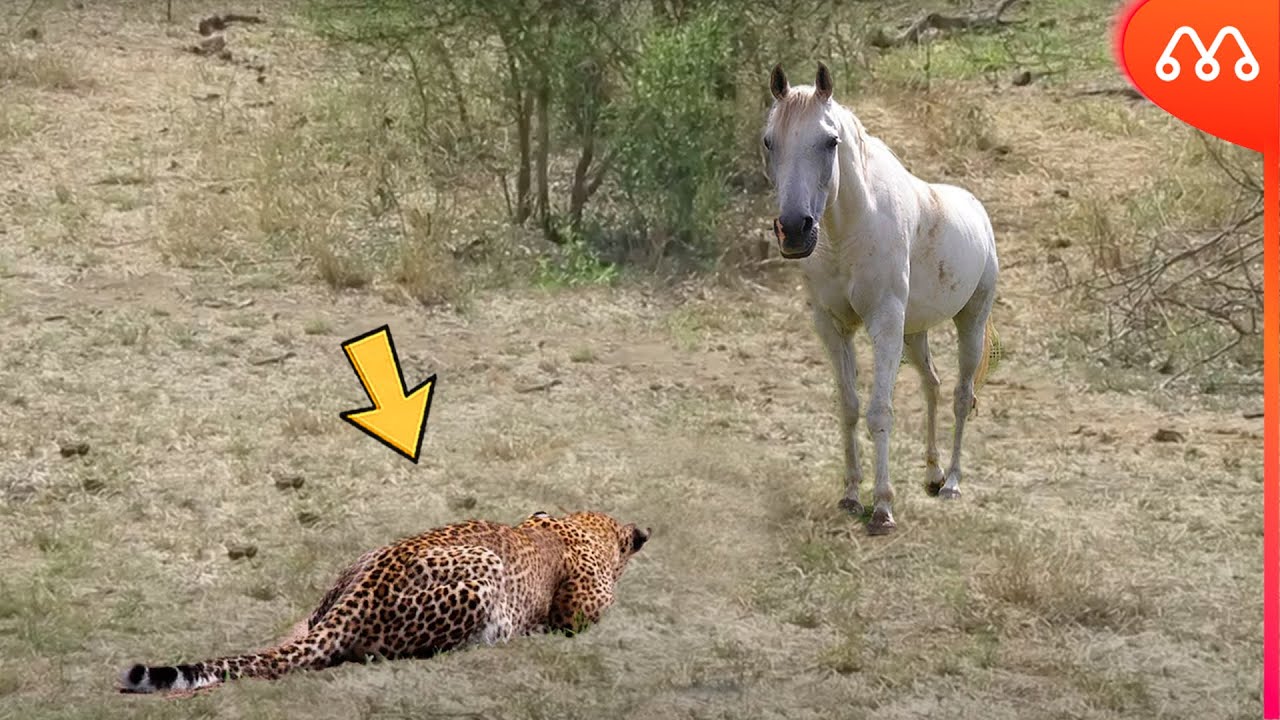 QUANDO O LEOPARDO ATACA O CAVALO - YouTube