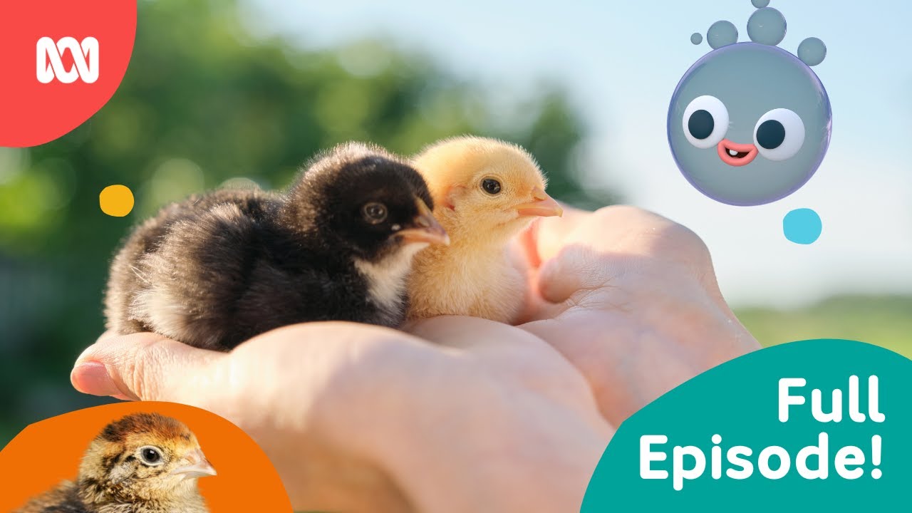 🫧 #FullEpisode about #Chickens 🐔🐥🐥🐥 | Fizzy & Suds | ABC Kids - YouTube