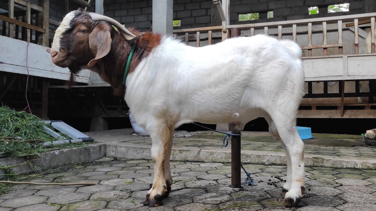 KAMBING BOER FULLBLOOD PESANAN PADANG - YouTube