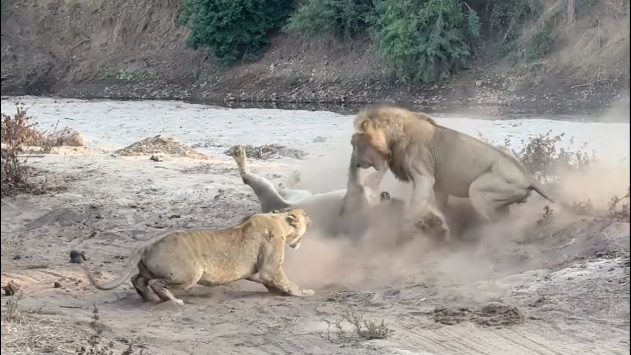 male lion attack other lioness to disciplining video - YouTube