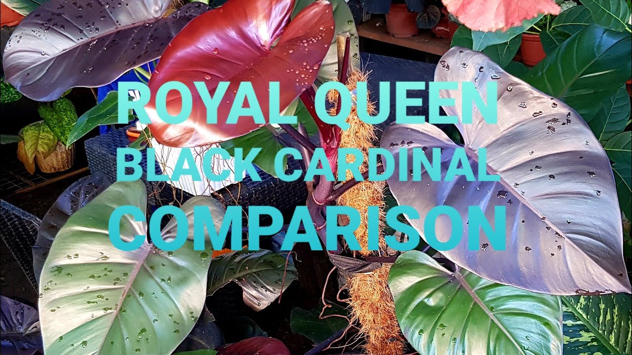 ROYAL QUEEN AND BLACK CARDINAL COMPARISON - YouTube