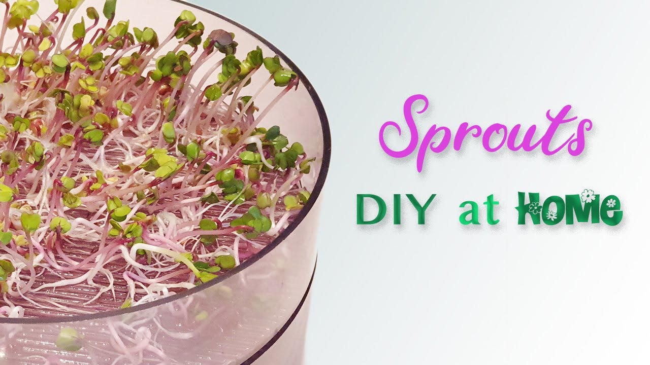 DIY sprouts, properties and how to grow them at home - YouTube