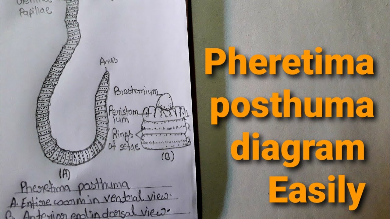 How to draw Pheretima posthuma A.Entire worm in ventral view B.Anterior ...