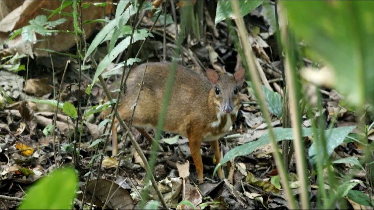 Rare mouse-deer caught on camera for the first time in SW China - YouTube