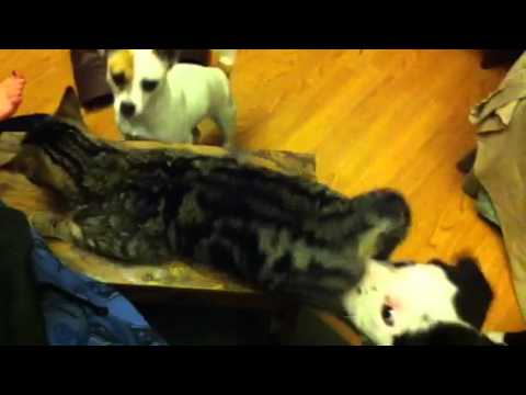 Dogs lick Cat weird ways