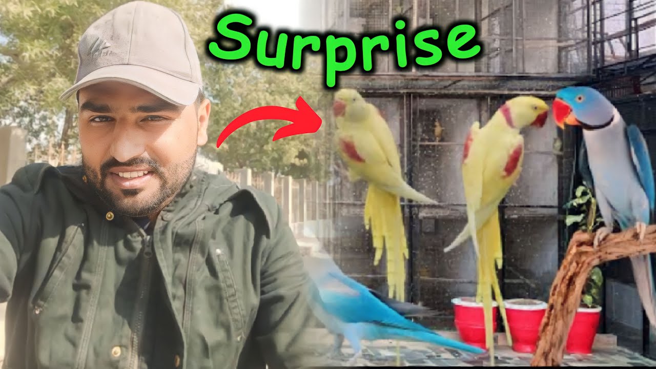Surprise Vlog to Sukkur!! 😱 Toheed Birds - shaher main dihat - YouTube
