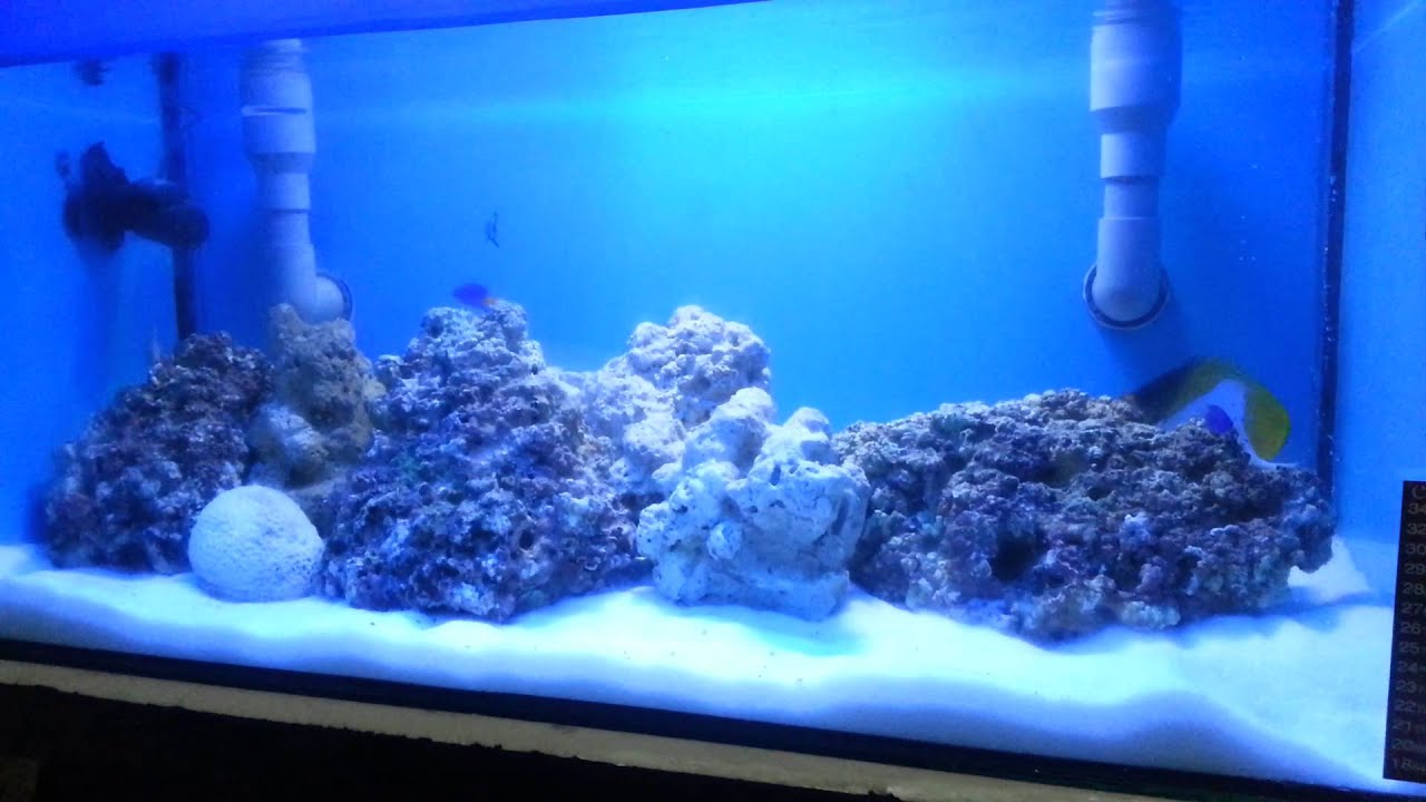 FOWLR Marine Tank Setup - YouTube