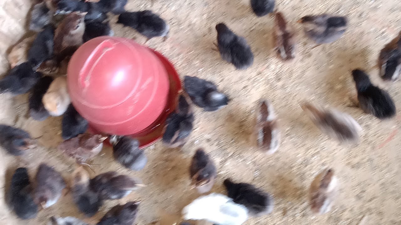 Abul farming আবুল ফার্মিং is live! - YouTube