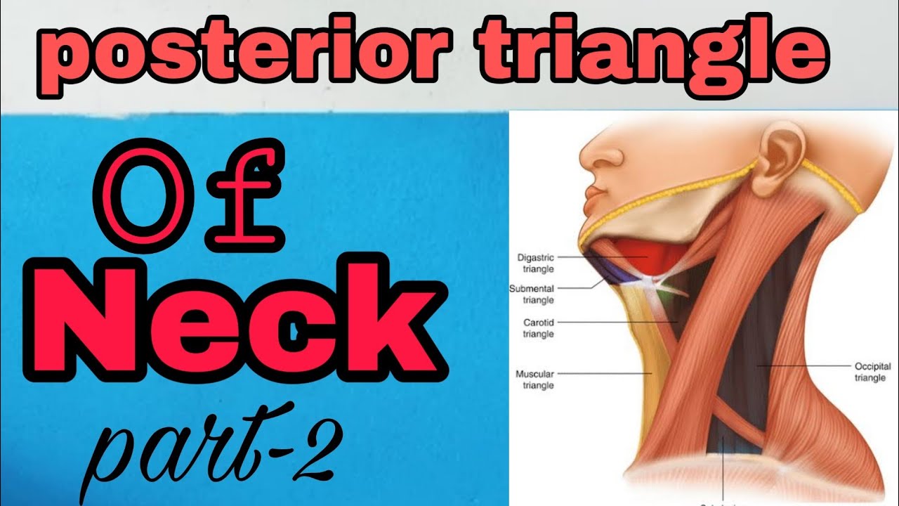 Posterior triangle of neck - 2 Content - YouTube