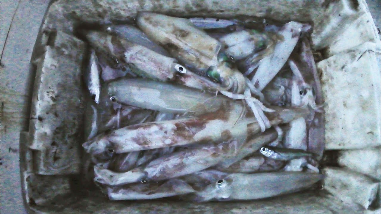 Mancing Cumi Jarum Pas di Sarang nya, di Bikin Sibuk !! - YouTube