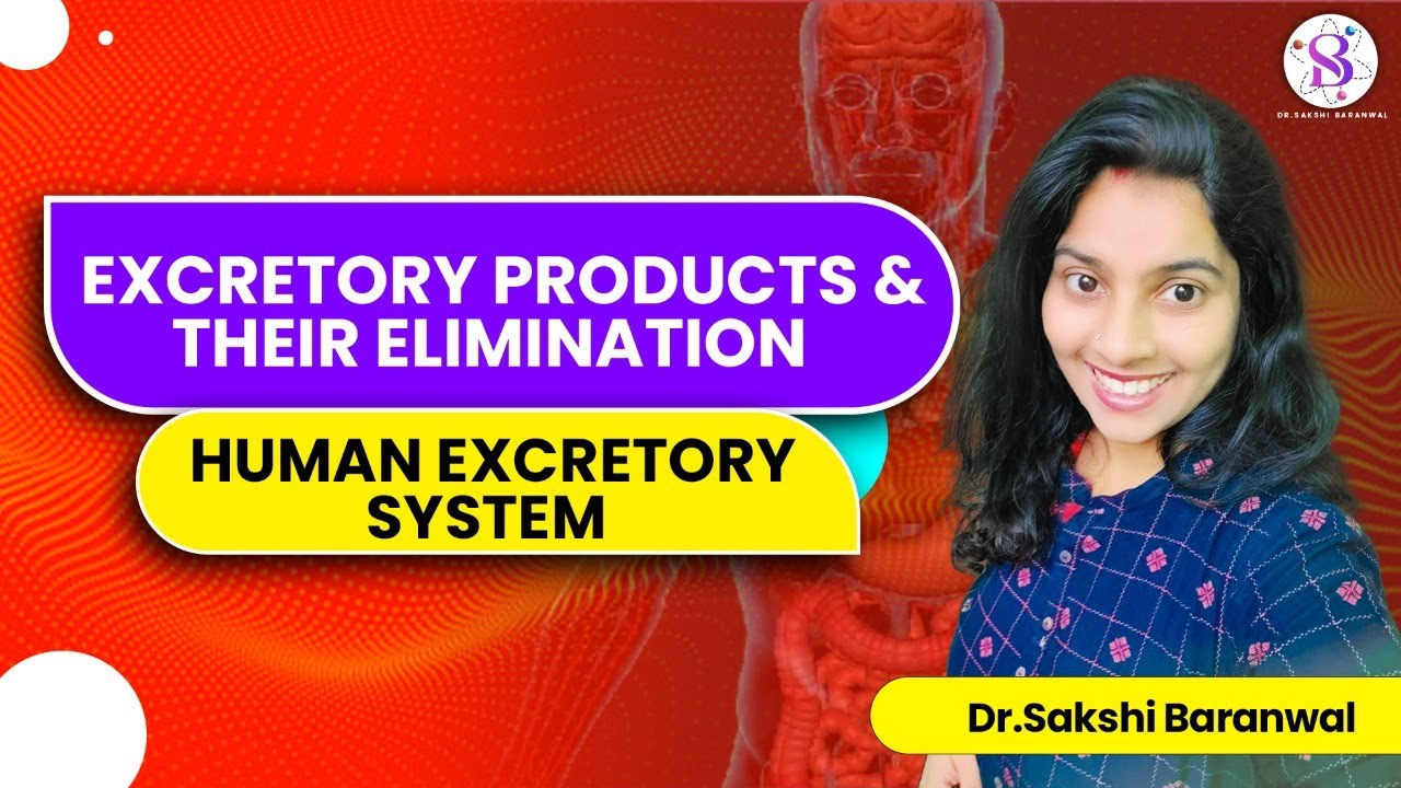 Excretory Products & their Elimination| Human Excretory System| NEET ...