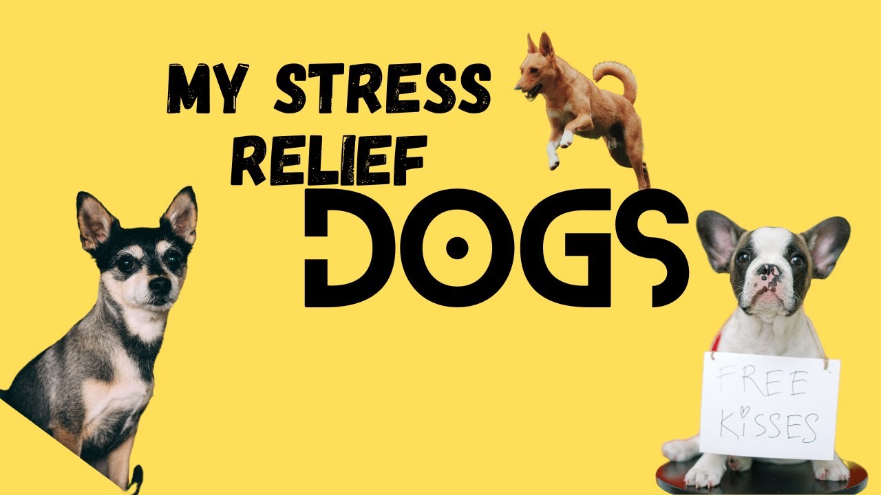 FUNNY DOGS FOR STRESS RELIEF AND RELAXATION! Watch and Unwind with ...