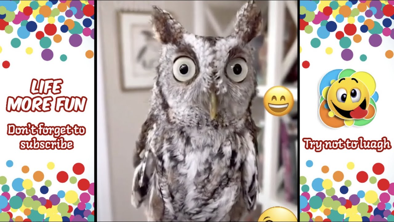 Try not to laugh - have fun with these animals | LIFE MORE FUN - YouTube