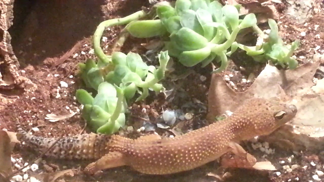 40 Gallon Bioactive Leopard Gecko Vivarium! - YouTube