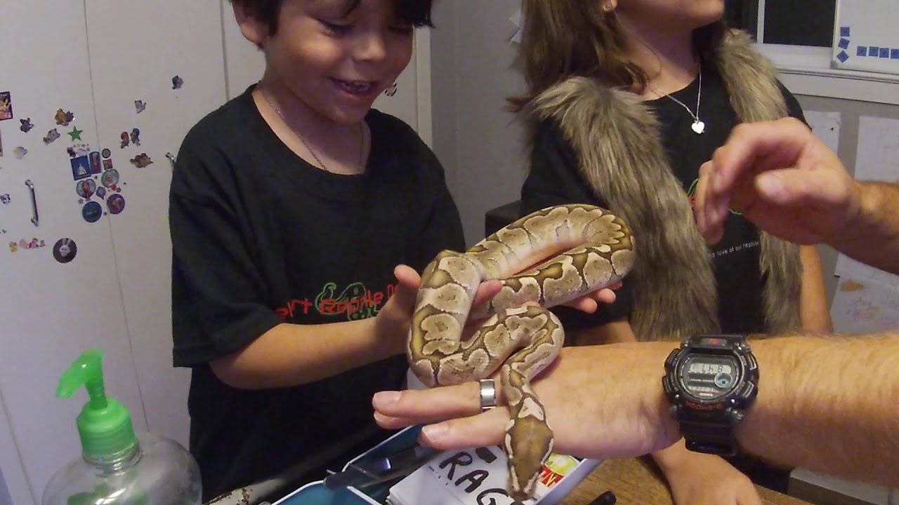When to breed your female ball python - YouTube