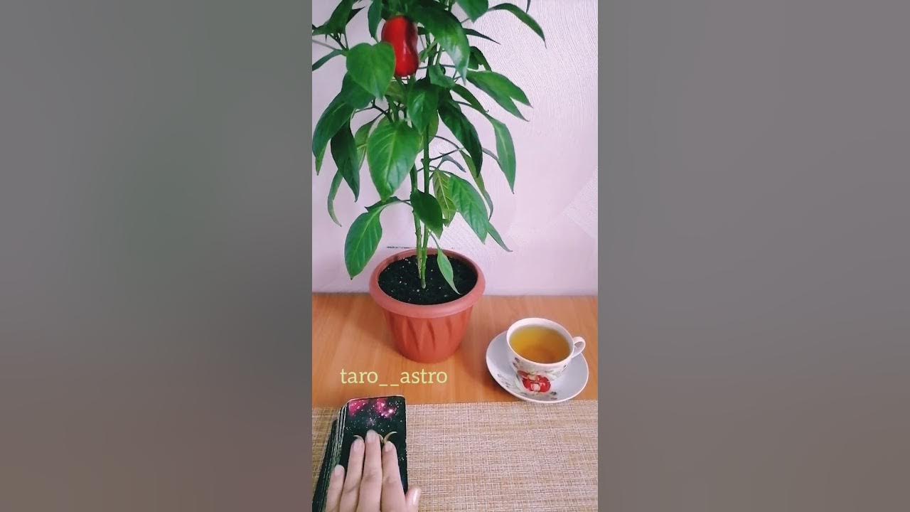 ТАРО. Как правильно вытягивать карты из колоды? - YouTube
