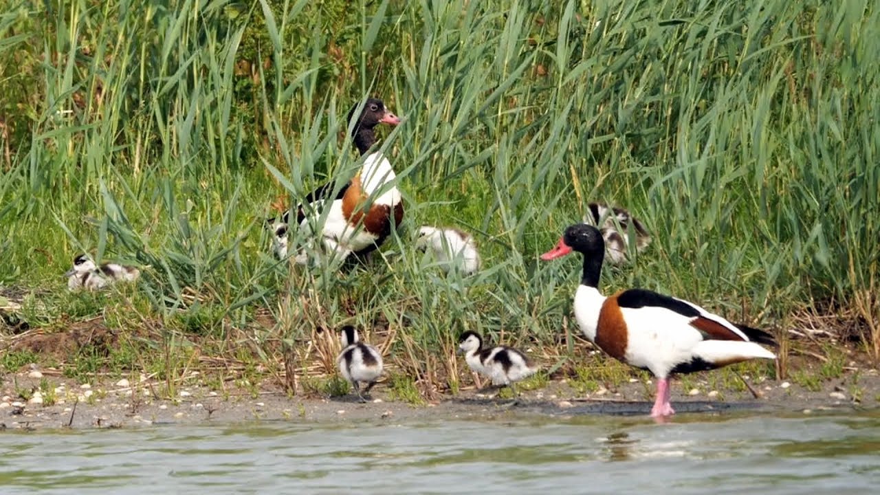 Shelduck with Ducklings. - YouTube