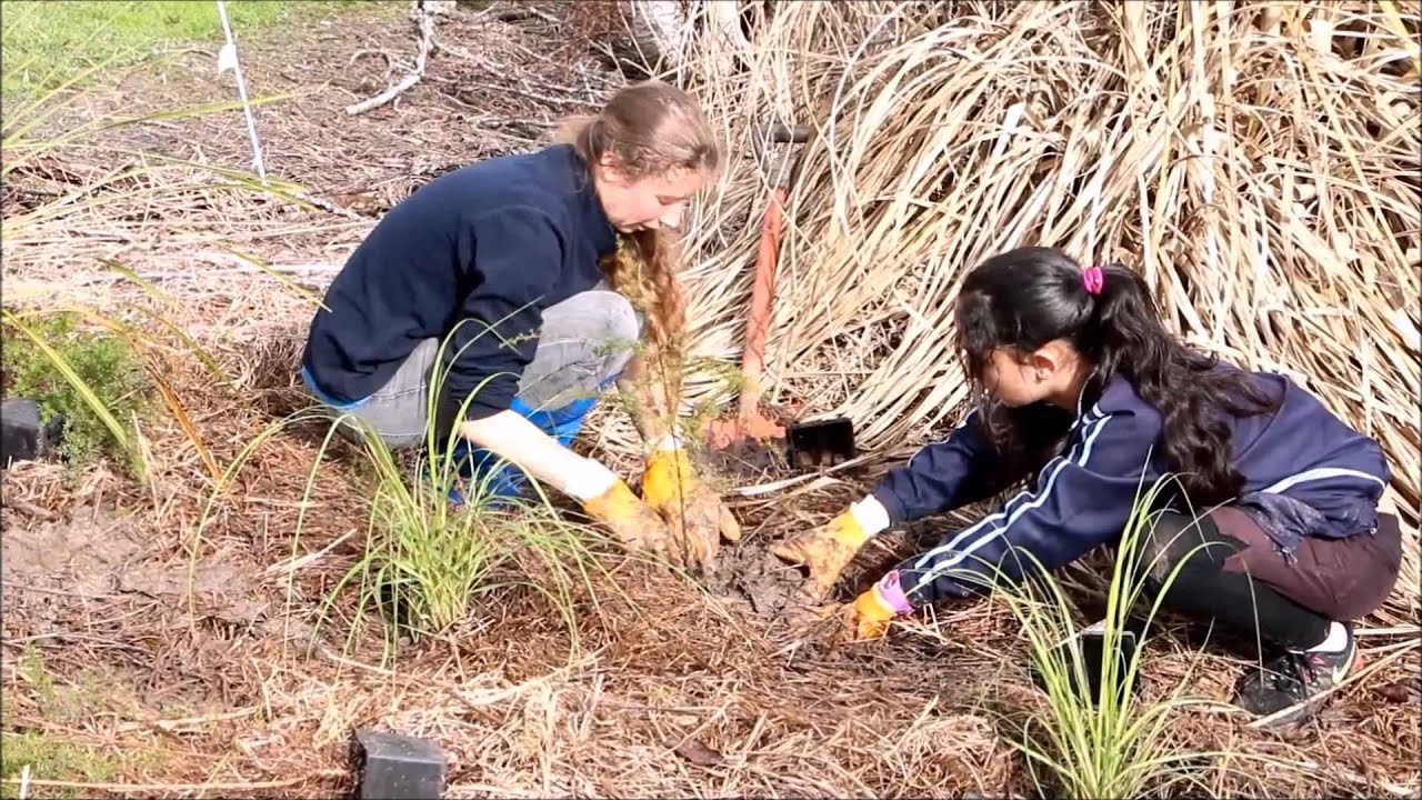 Whau River Catchment Trust / Friends of the Whau Arbor Day 2015 - YouTube