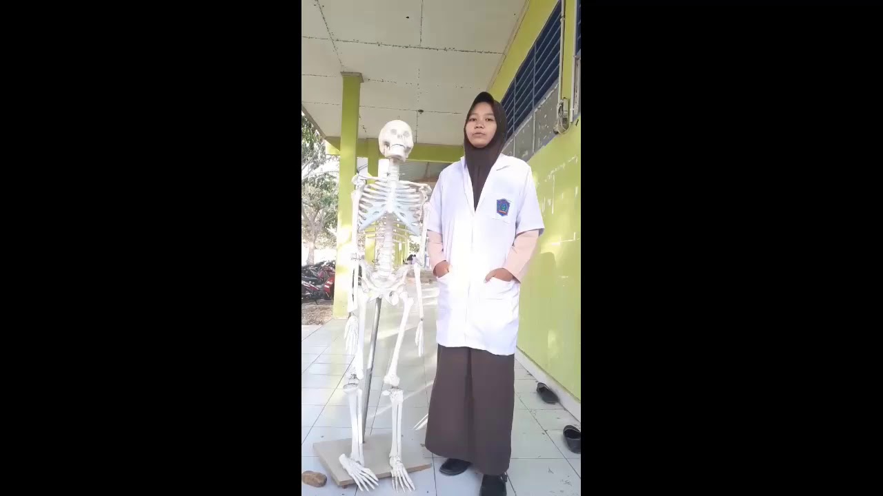 Nama tulang penyusun rangka manusia beserta nama latinnya - YouTube