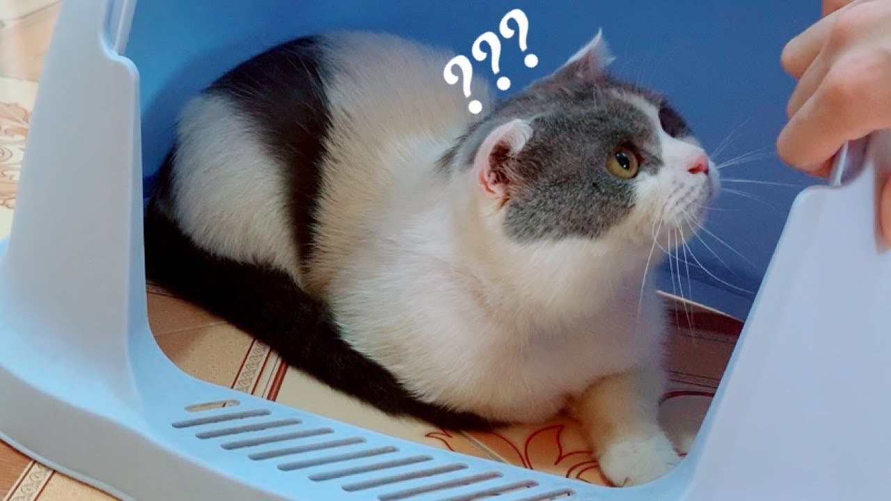 A funny Tomi cat 😂 Oh my God so cute - YouTube