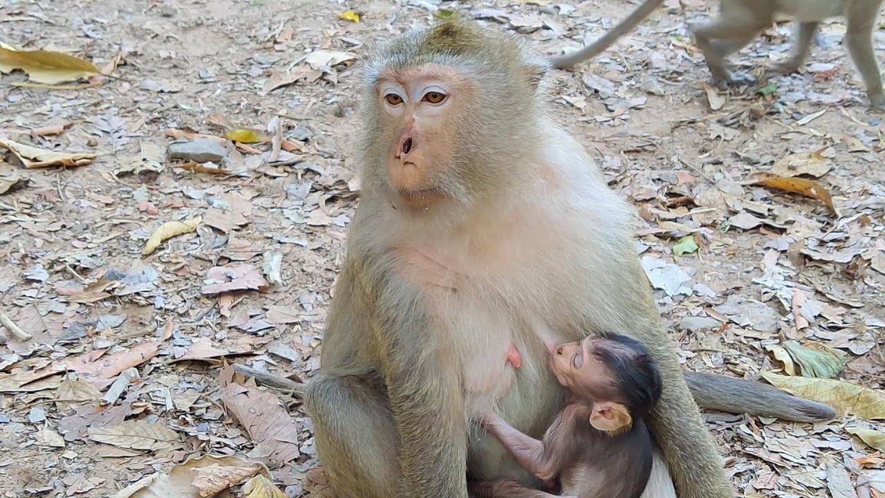 INCREDIBLE -MUMMY BABY MONKEYS EVER - YouTube