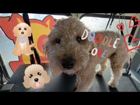Grooming A Very Matted Goldendoodle...Watch Until Very End - YouTube