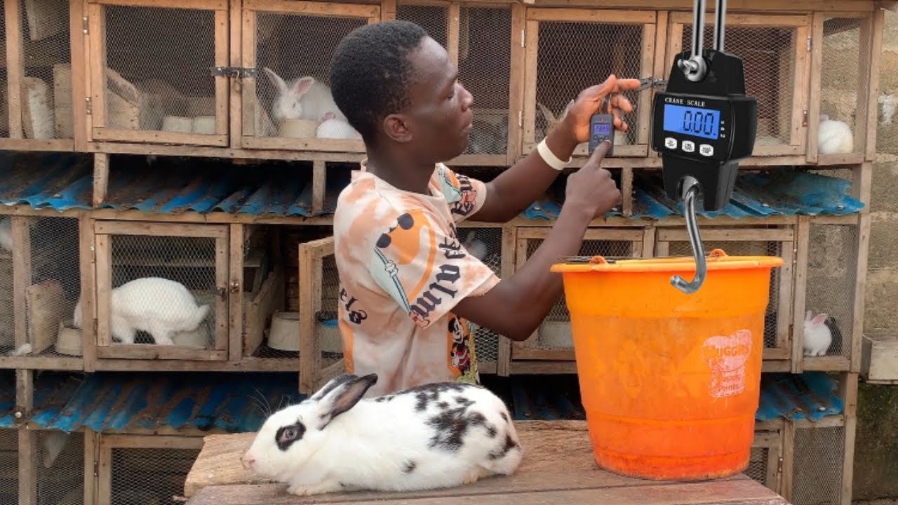 Scale your rabbit to know the weight || my heaviest Rabbits is about 3 ...