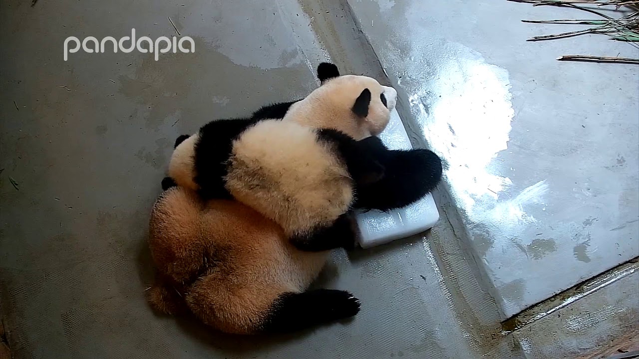 Funny panda moments #9 - YouTube
