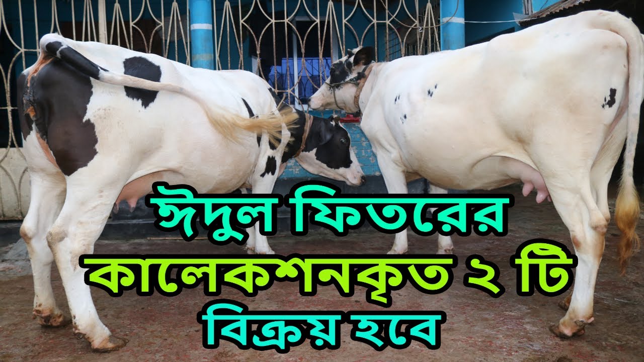 উন্নতমানের ২ টি রানী সংকর গাভী বিক্রয় হবে ।Rani Shankar Cow | 01717 ...